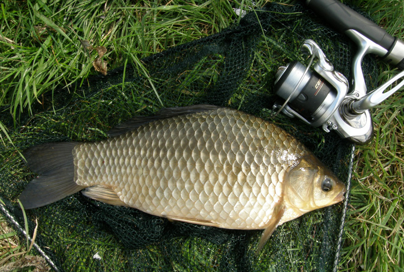 Karas St b it Carassius Auratus Atlas Ryb Chytej cz Karas St b it Carassius Auratus Atlas Ryb Chytej cz