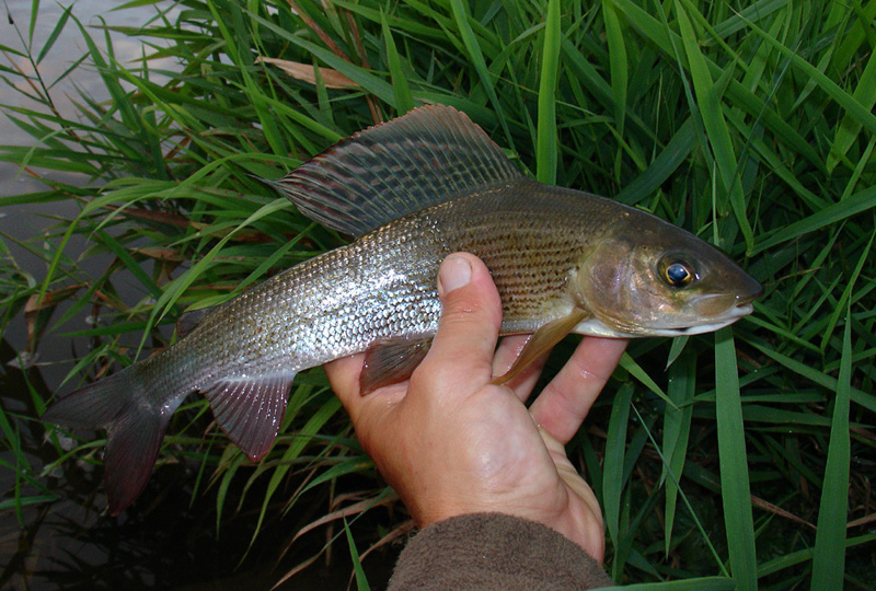 Lipan podhorní (Thymallus thymallus) - Atlas ryb - Chytej.cz