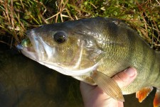 Okoun říční (Perca fluviatilis) - Atlas ryb - Chytej.cz