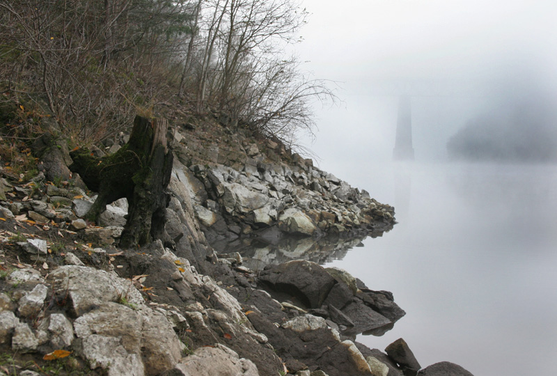 Okoun říční (Perca fluviatilis) - Atlas ryb - Chytej.cz