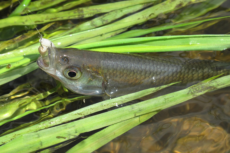 Ouklej obecná (Alburnus alburnus) - Atlas ryb - Chytej.cz