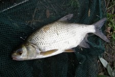 Plotice obecná (Rutilus rutilus) - Atlas ryb - Chytej.cz