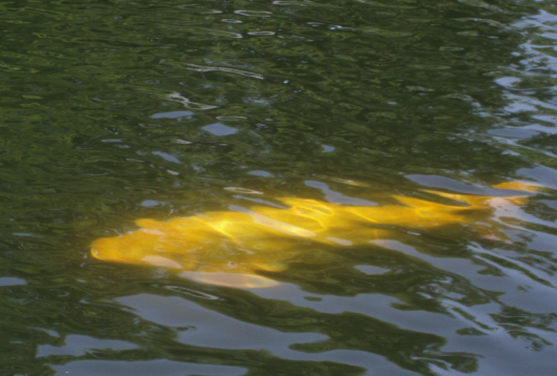 Tolstolobik bílý (Hypophthalmichthys molitrix) - Atlas ryb - Chytej.cz