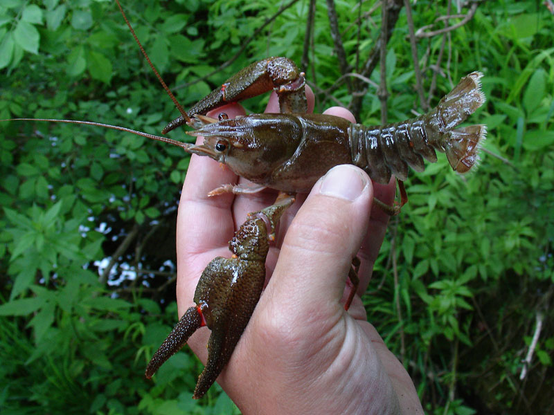 Původní a nepůvodní druhy raků - Chytej.cz