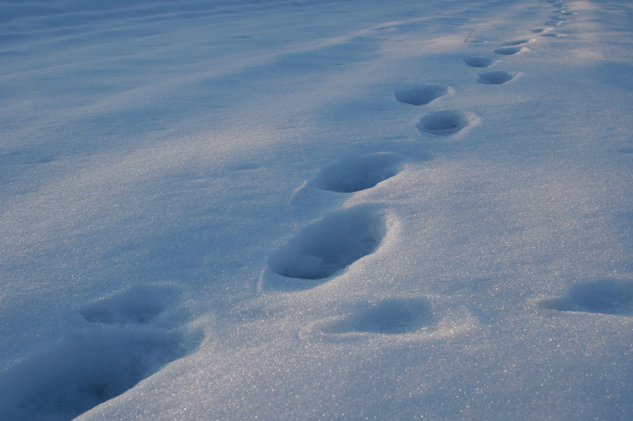 Trochu jiný pohled na zimní rybolov - Chytej.cz