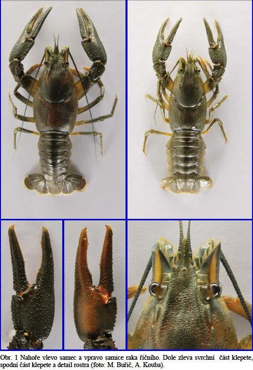 Naši raci - Chytej.cz