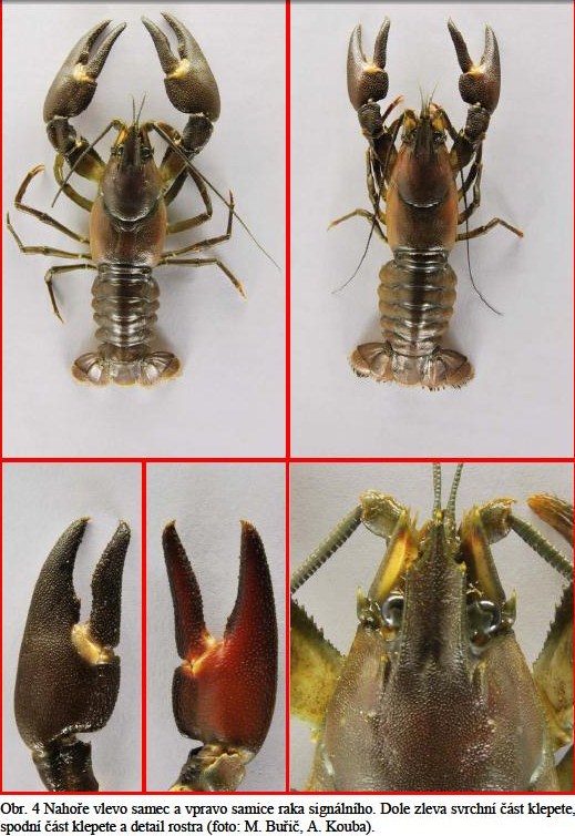 Naši raci - Chytej.cz